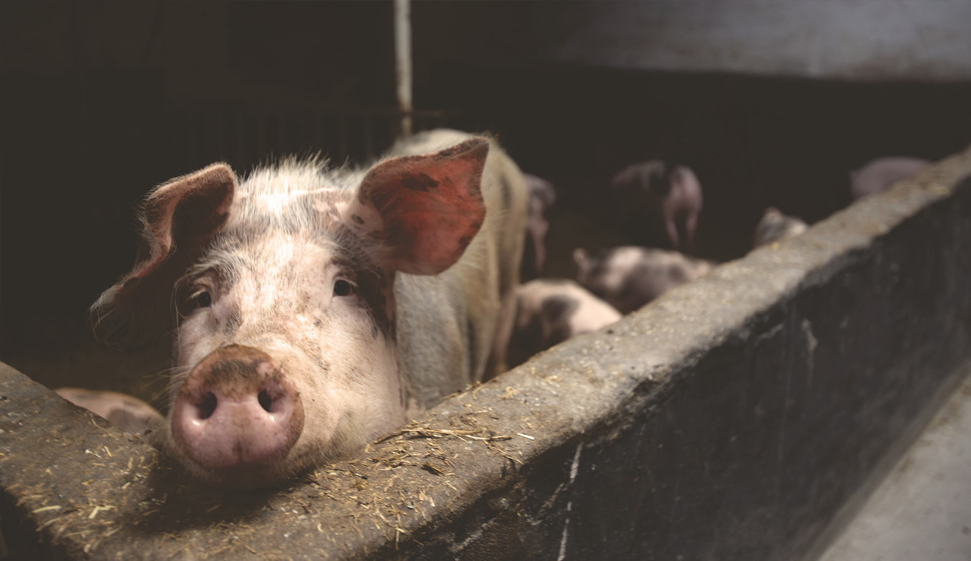 The Problem With Pig Why Can t Muslims Eat Pork Islam Faith The Problem With Pig Why Can t Muslims Eat Pork Islam Faith